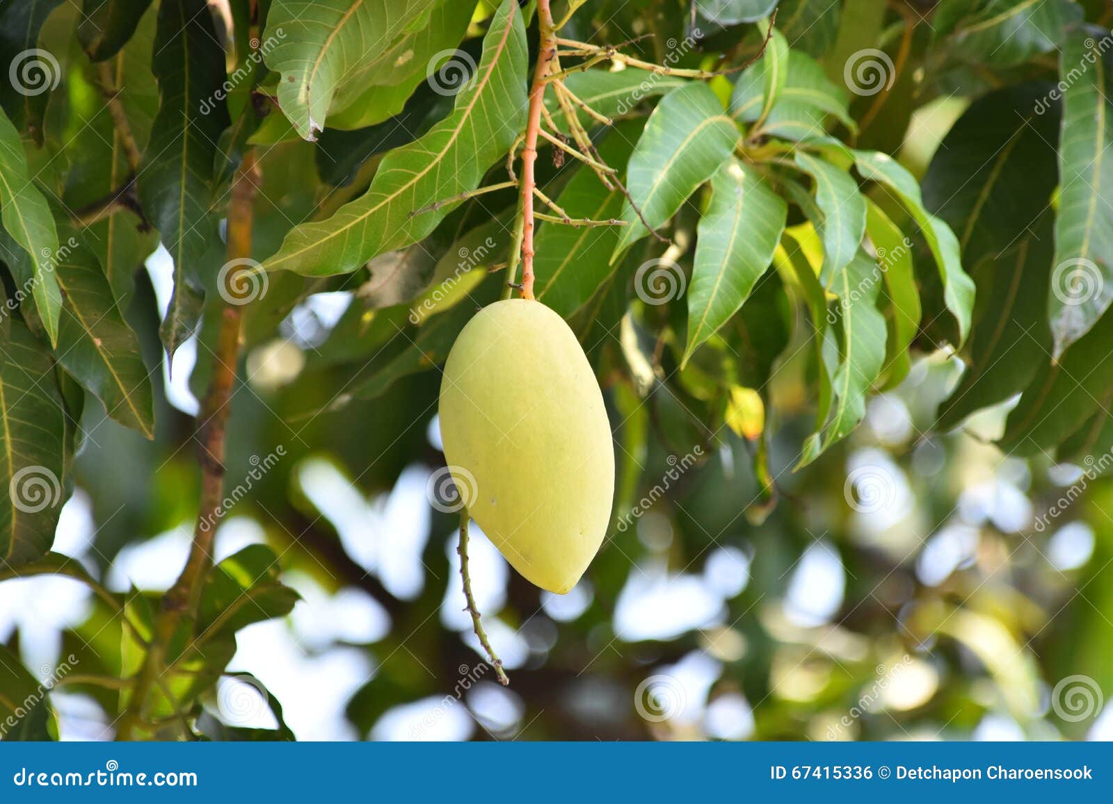 The Mango stock photo. Image of ready, mango, thailand - 67415336