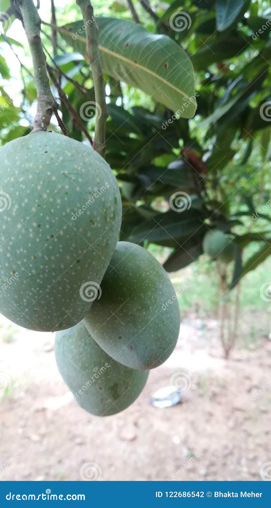 Mango stock photo. Image of india, tasty, state, odisha - 122686542