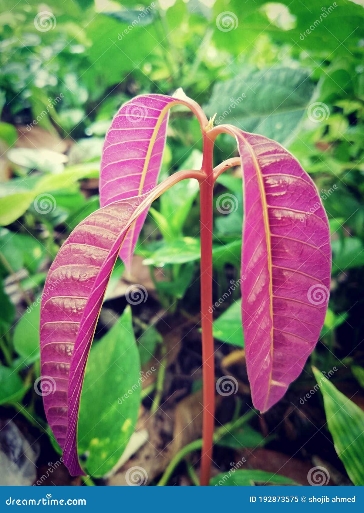 Mango stock image. Image of nature, mango, produce, herb - 192873575