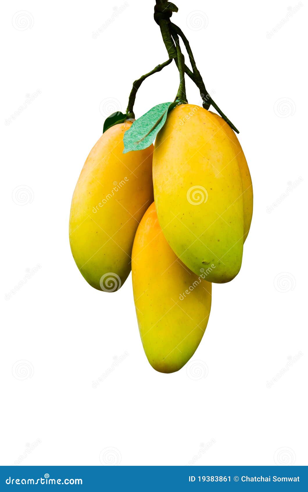 Mango ripe stock image. Image of fresh, ripe, freshness - 19383861