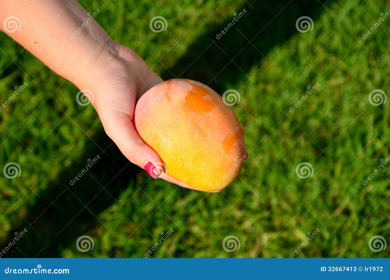 Maya Mango stock image. Image of breakfast, organic, juicy - 32667413