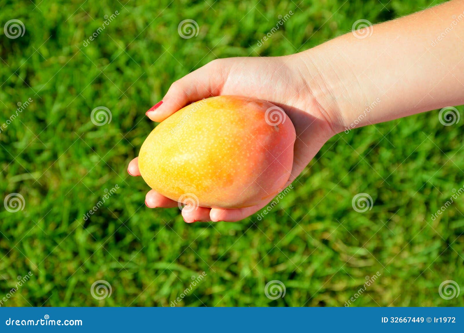 Maya Mango stock image. Image of healthy, color, food - 32667449