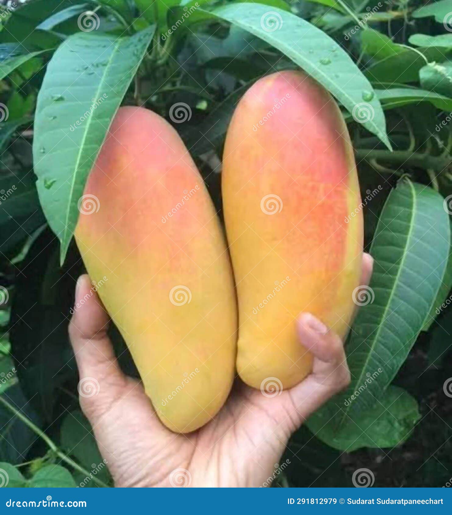 Mango, Ripe Mango, Raw Mango, Nam Dok Mai Stock Image - Image of citrus ...