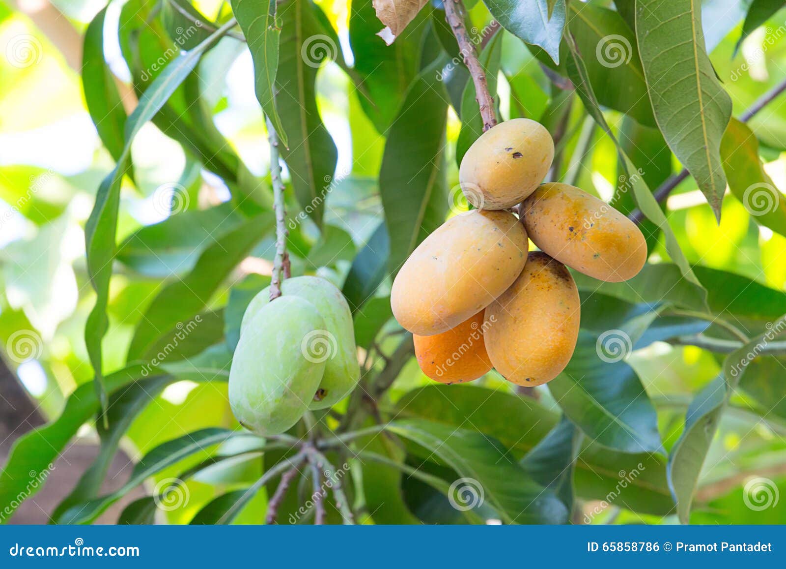 Mango Ripe on tree. stock photo. Image of farm, fresh - 65858786