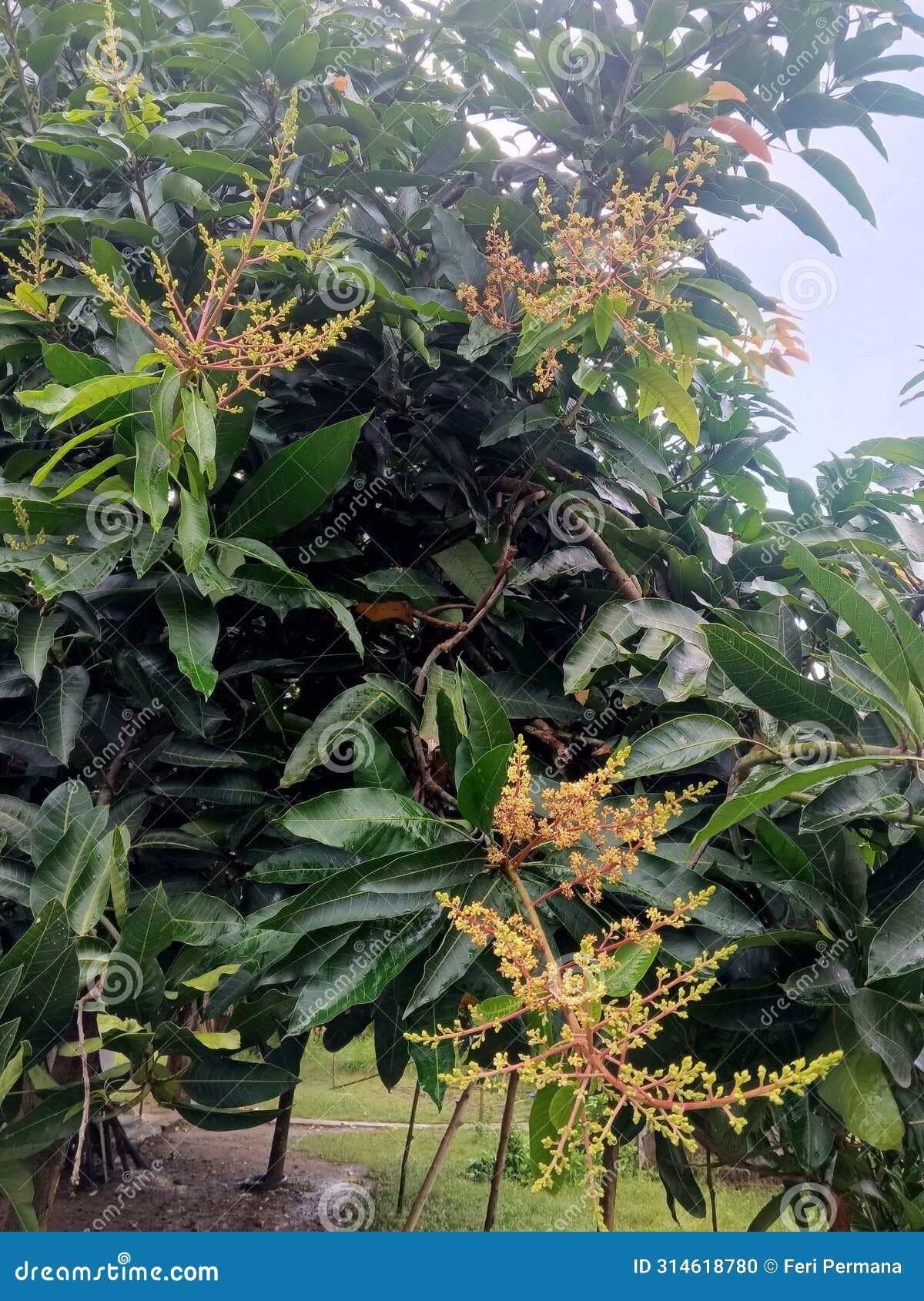 Mango Ripening Process on the Tree Stock Photo - Image of object, tree ...