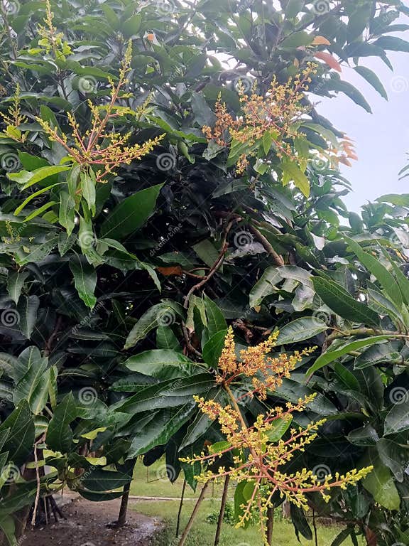 Mango Ripening Process on the Tree Stock Photo - Image of object, tree ...
