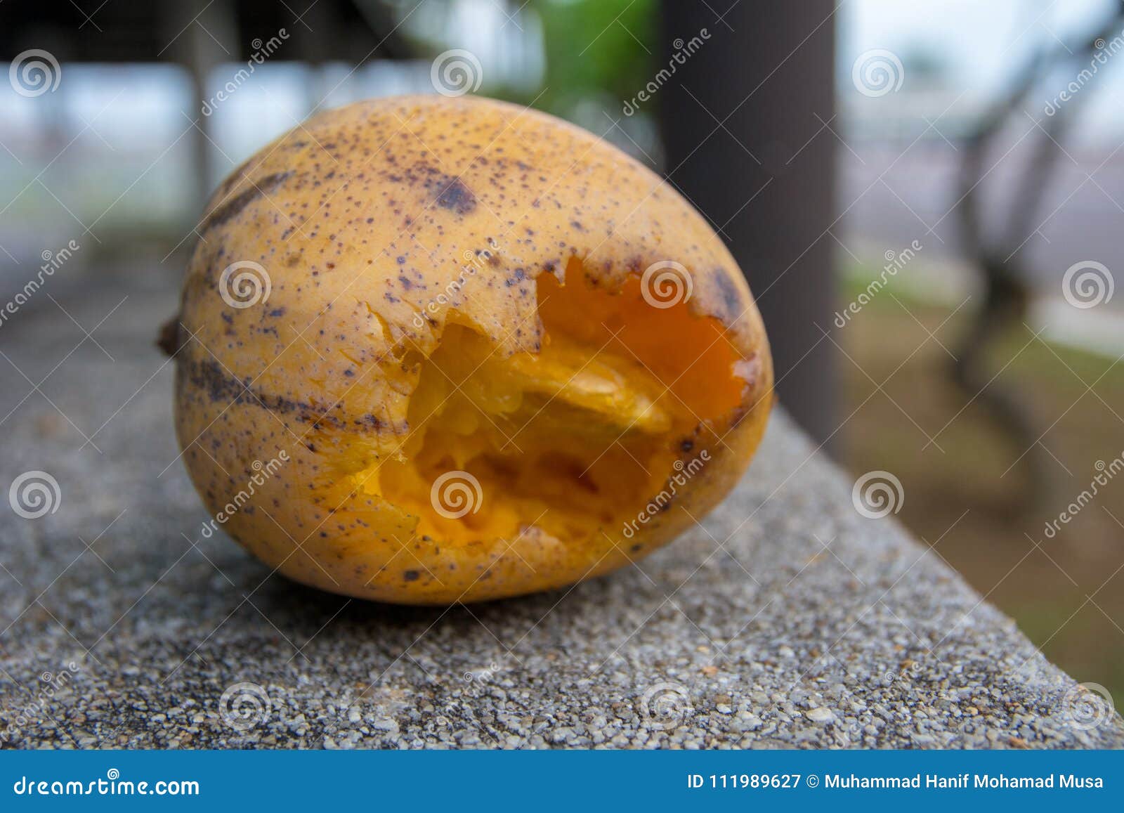 Mango stock image. Image of decay, mold, fruit, fungus - 111989627