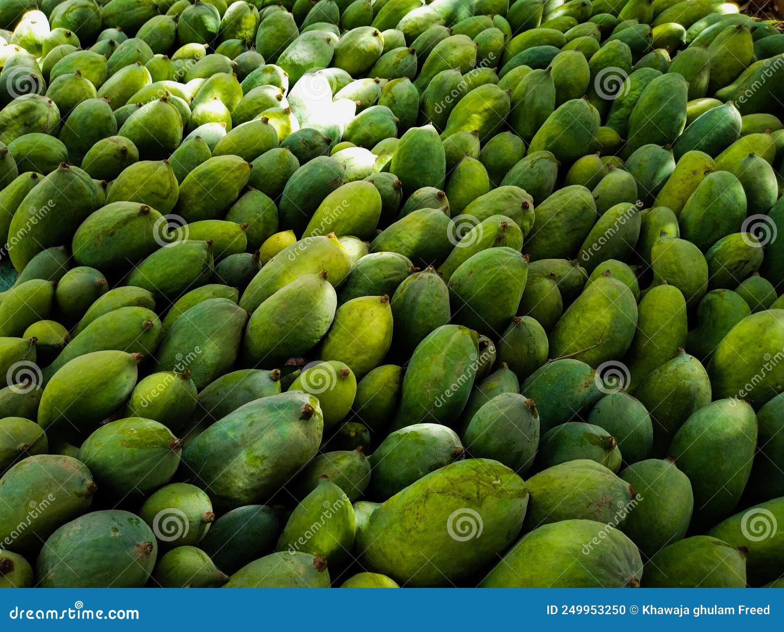 Mango S in Garden. Stall of Mango S. Green Fruity Mango Stock Photo ...
