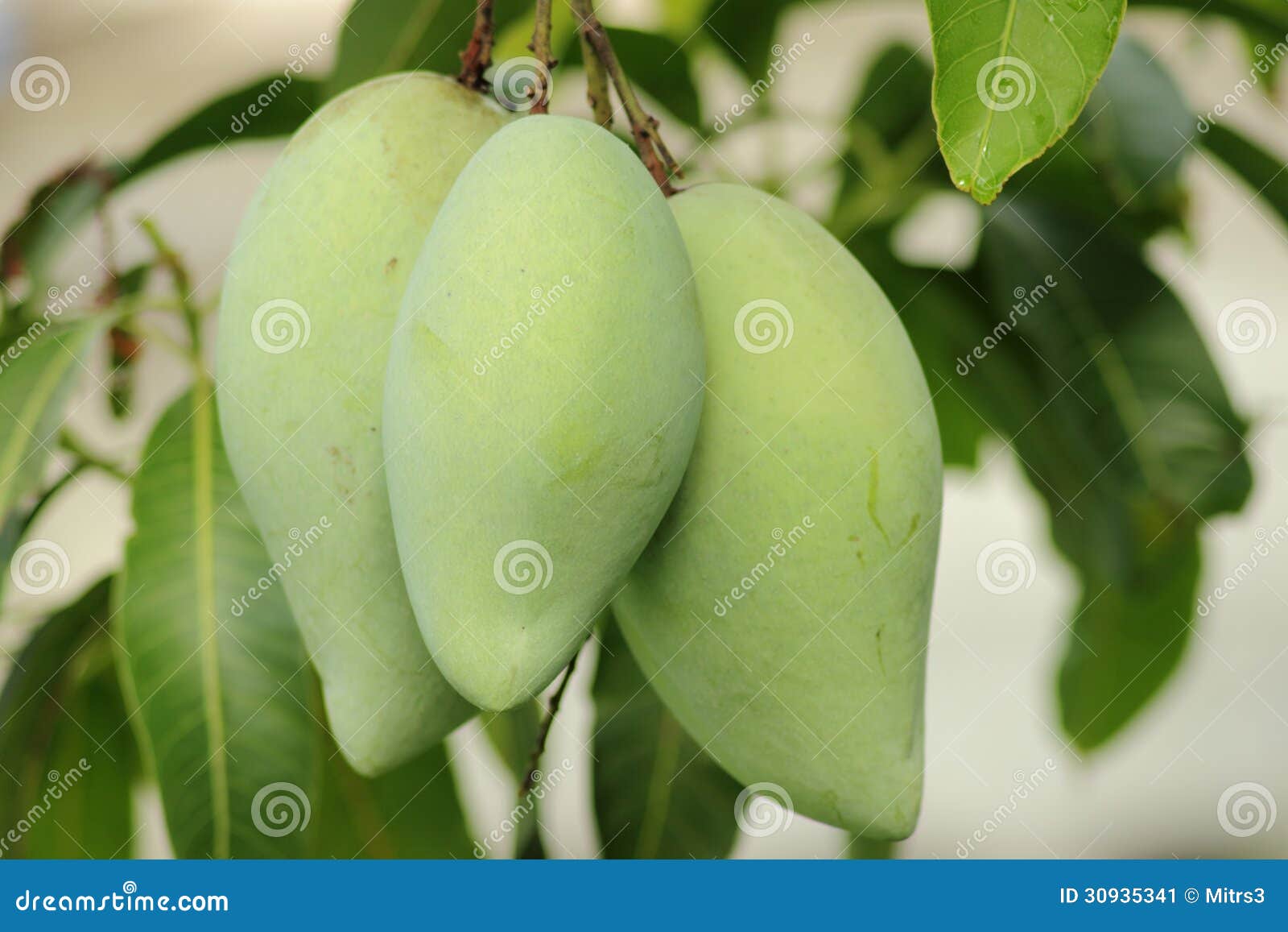 Mango's op een mangoboom stock afbeelding. Image of kleur - 30935341