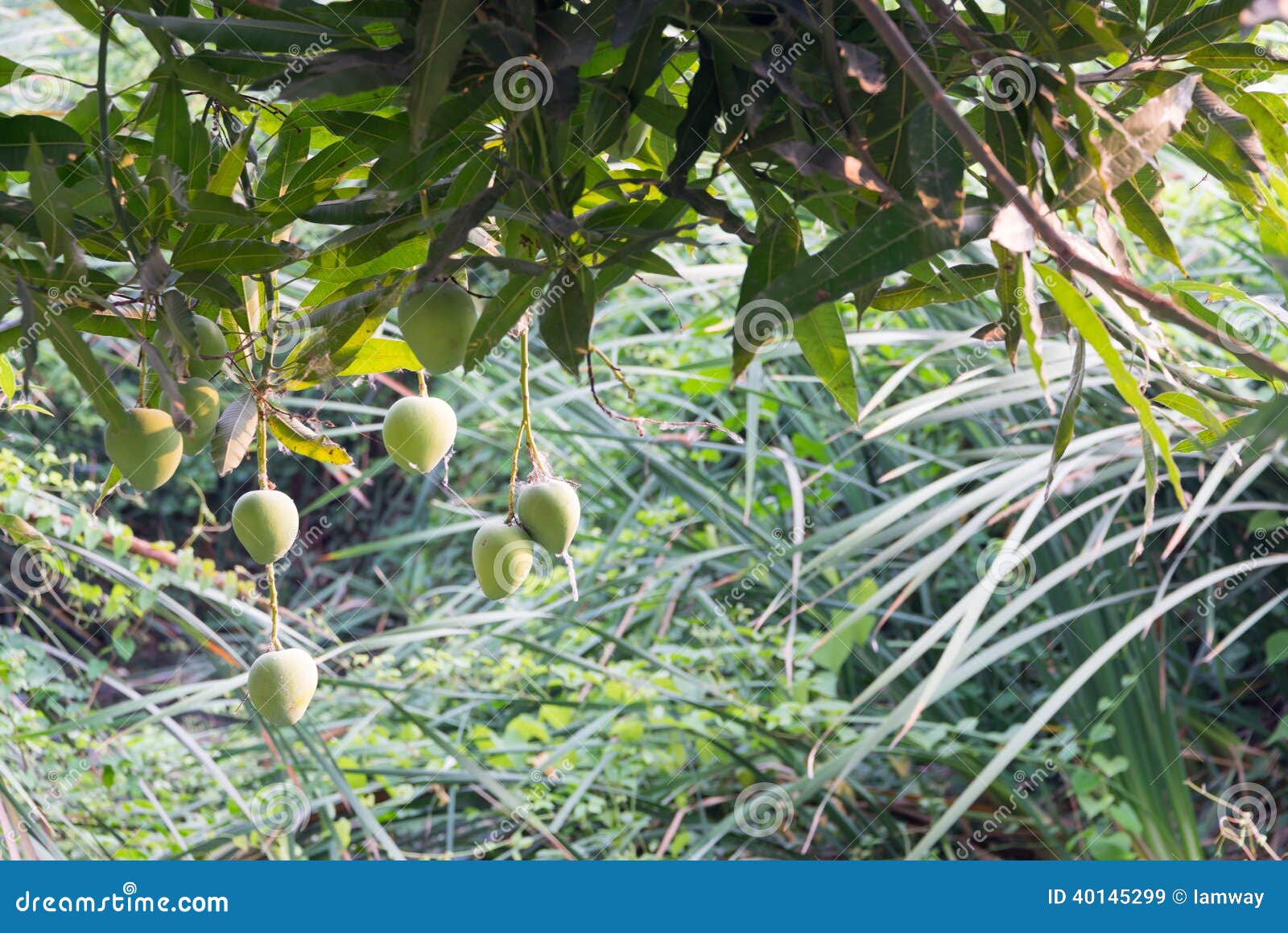 Mango's op een mangoboom stock afbeelding. Image of exotisch - 40145299