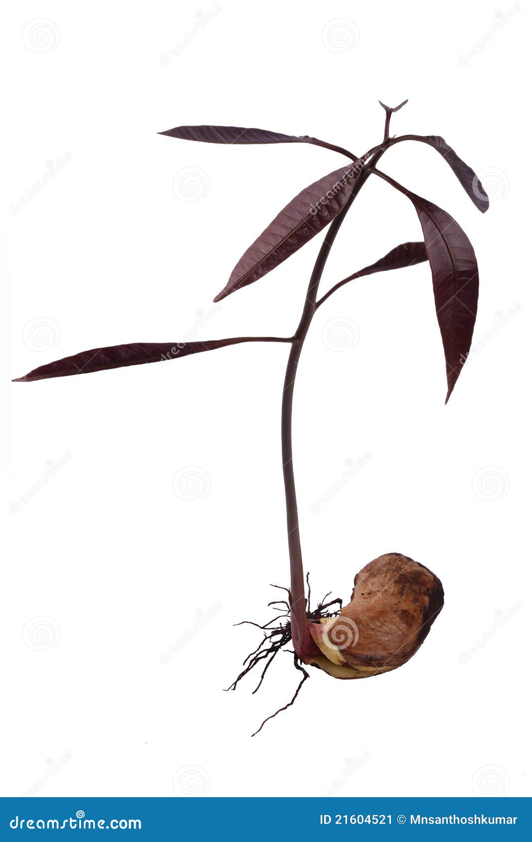 Mango Sapling stock image. Image of botanical, botany - 21604521