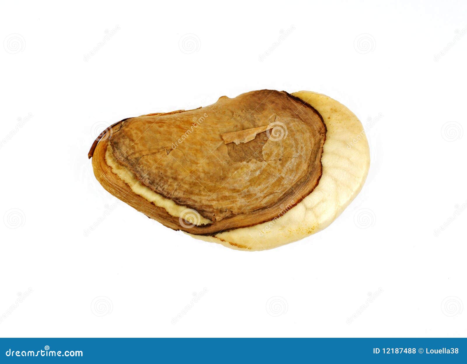 Mango seed stock photo. Image of skin, orange, mango - 12187488