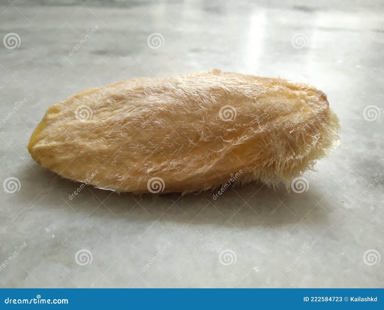 Mango seed close up photo stock image. Image of seed - 222584723