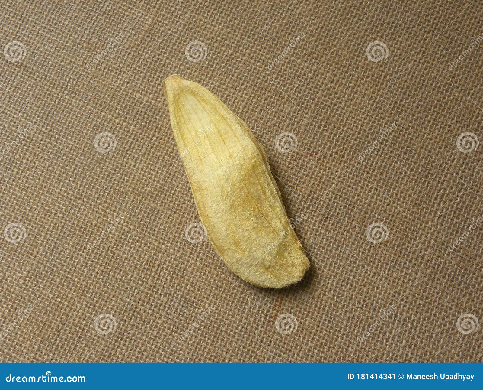 Mango seed coat stock image. Image of closeup, single - 181414341