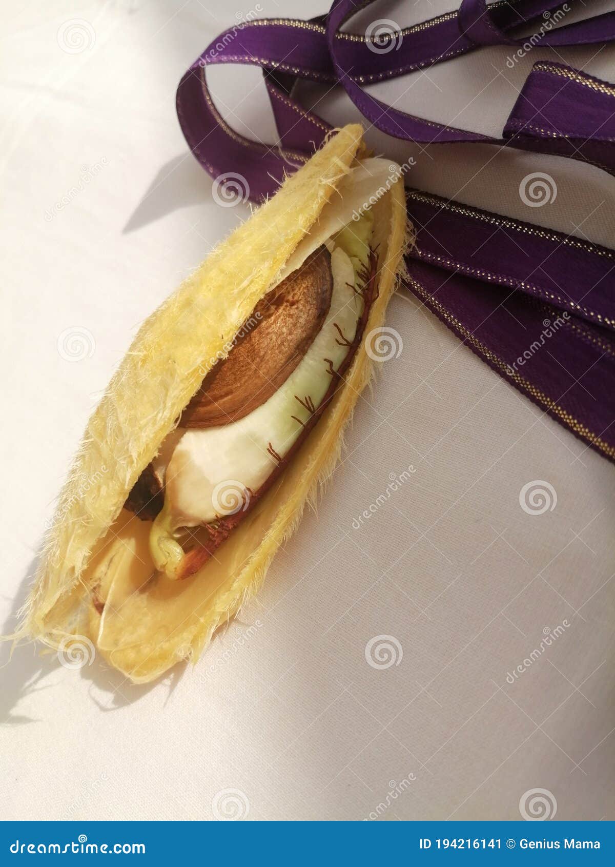 The Mango Seed and the Contents Inside it of a Germinated Embryo during ...