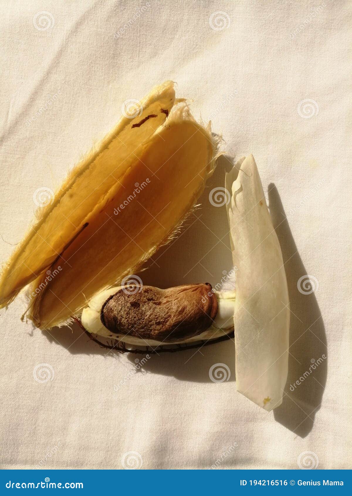 The Mango Seed and the Contents Inside it of a Germinated Embryo during ...