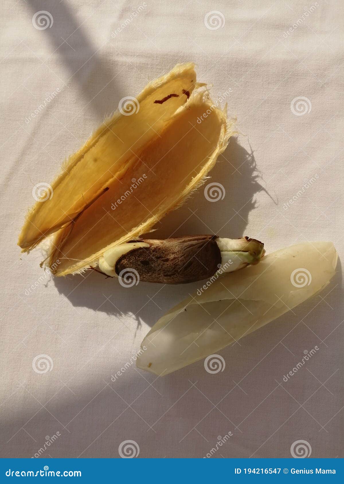 The Mango Seed Is Planted In The Ground. New Sprout Royalty-Free Stock ...