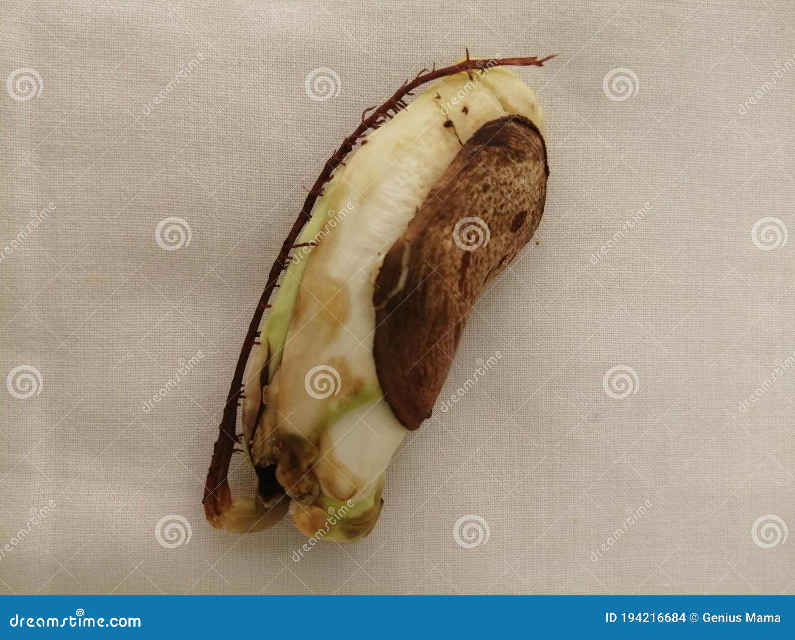 The Mango Seed and the Contents Inside it of a Germinated Embryo during ...