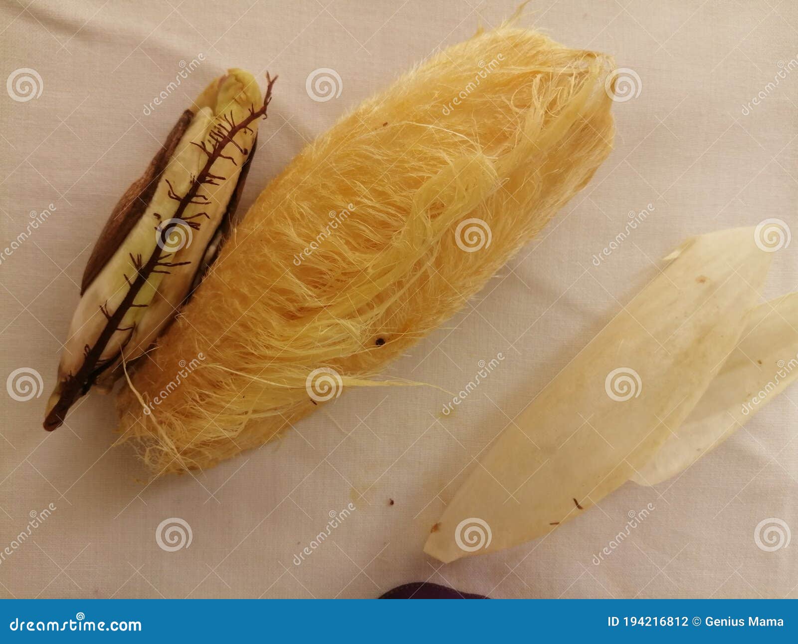 The Mango Seed And The Contents Inside It Of A Germinated Embryo During ...