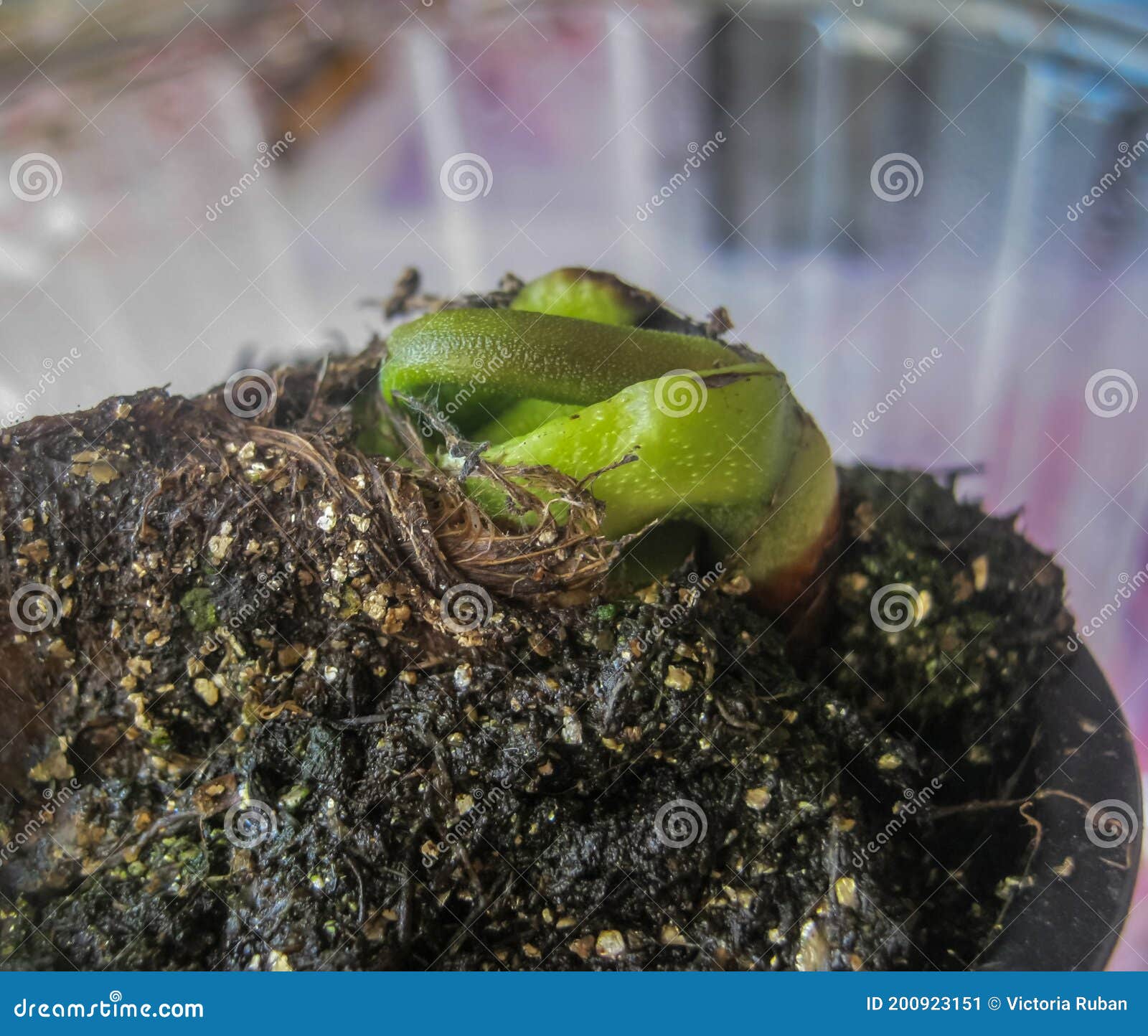 Mango Seed Have Been Planted. New Sprout Stock Image - Image of soil ...