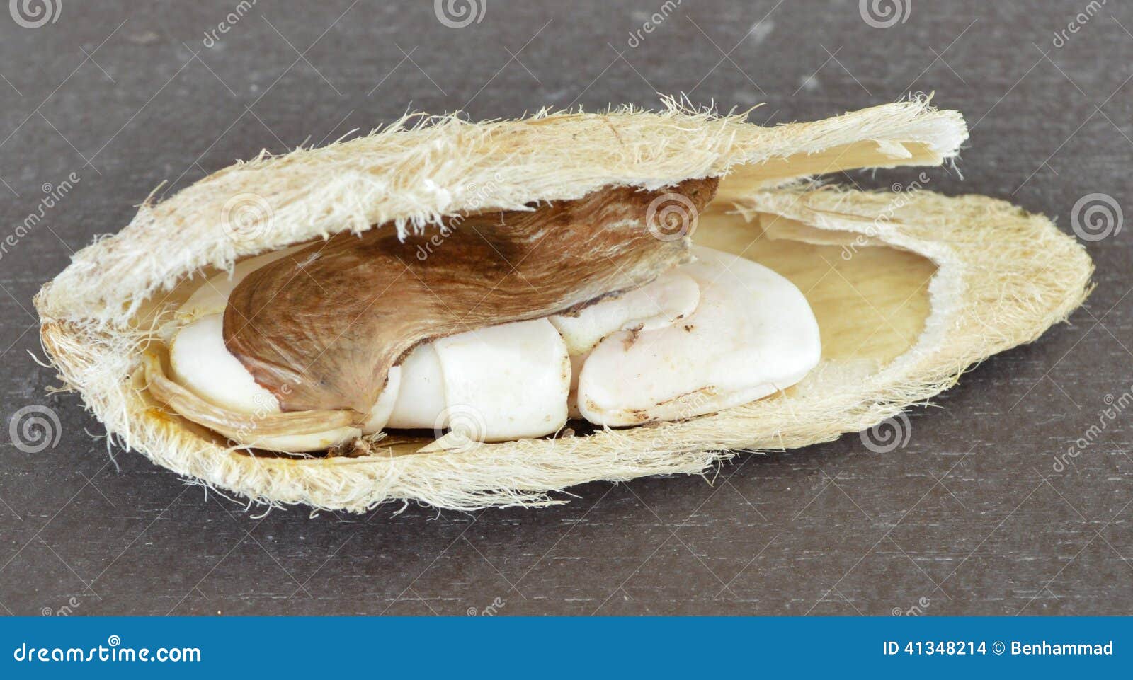 Mango Seed Inside Growing Mango From Seed | Tales Of A Plant Geek