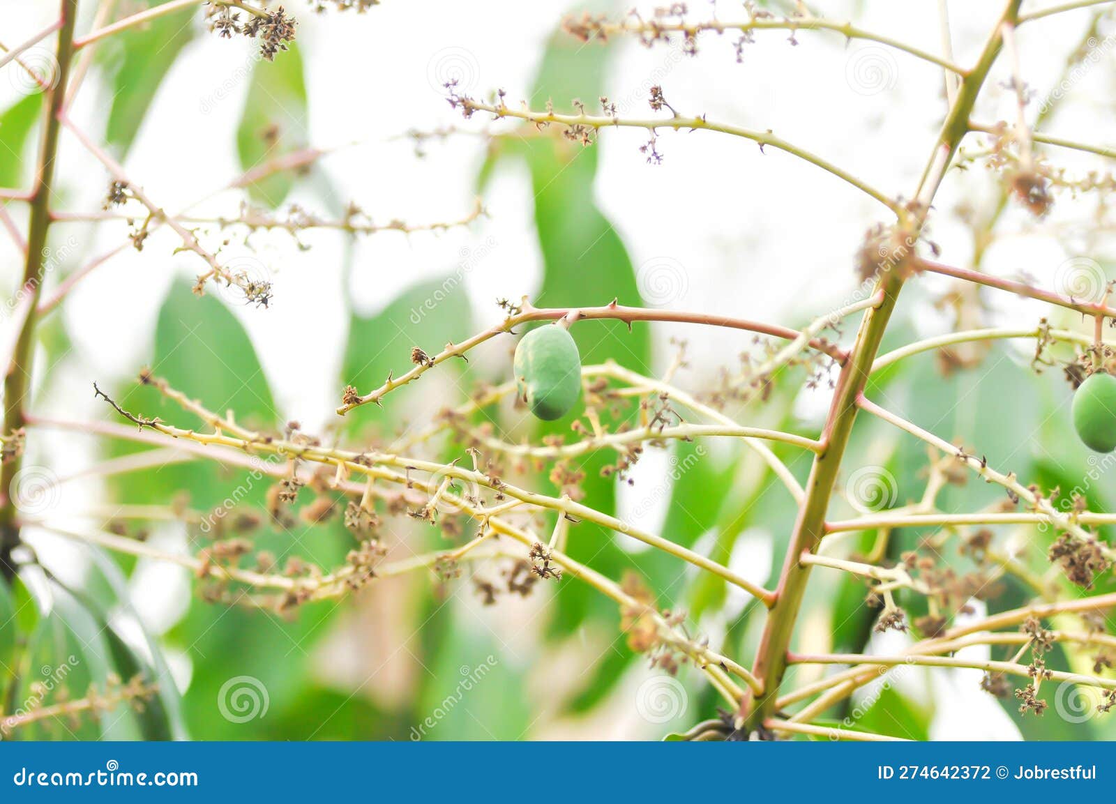 Mango Seed and Mango Flowers on the Tree Stock Photo - Image of mango ...