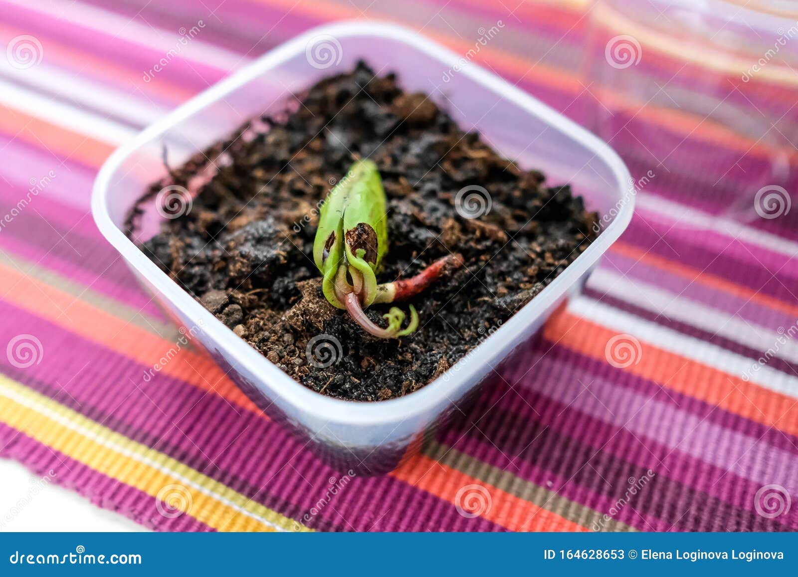 Mango Seed Germination
