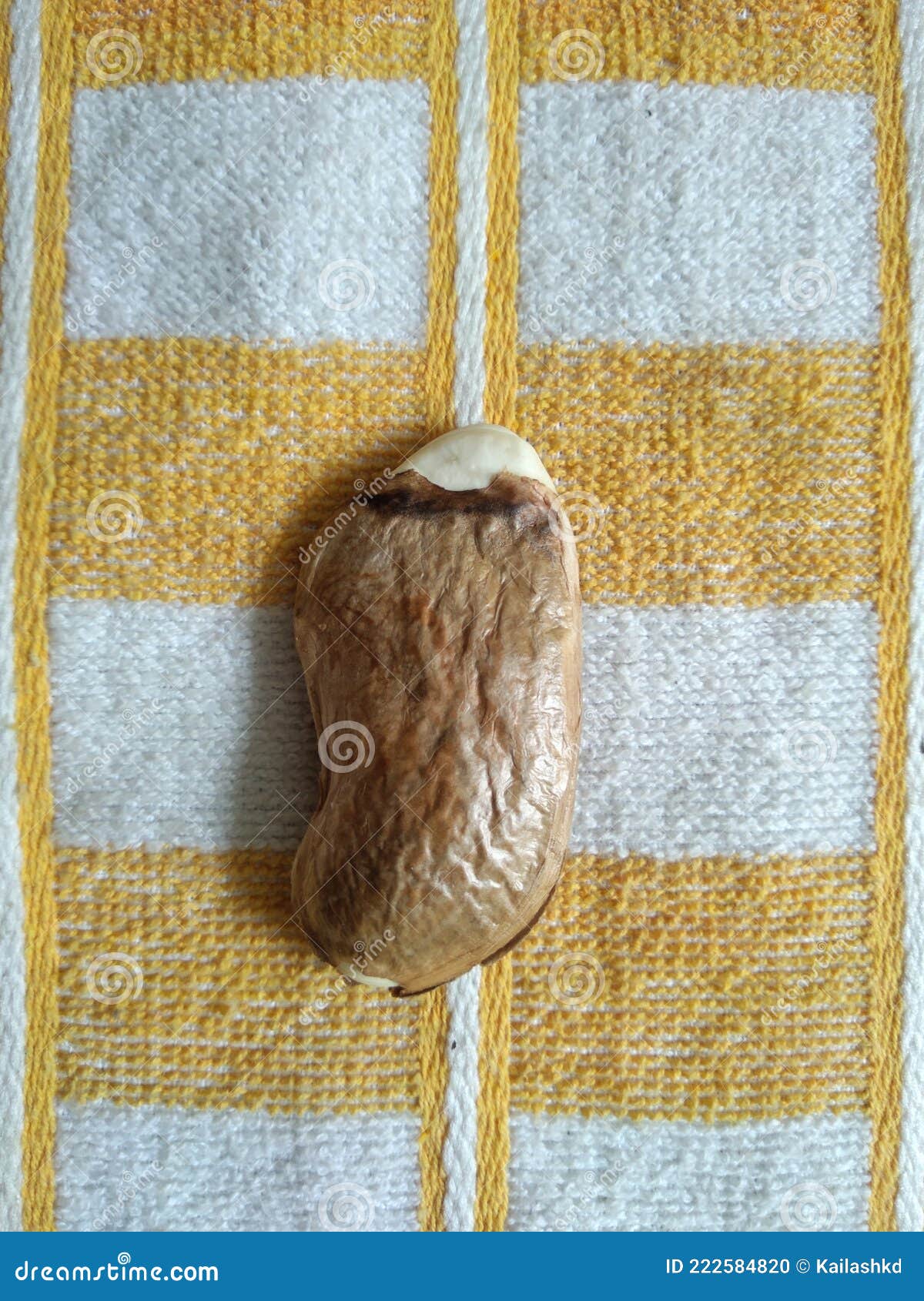 Mango Seed without Shell Close Up Photo Isolated Stock Photo - Image of ...