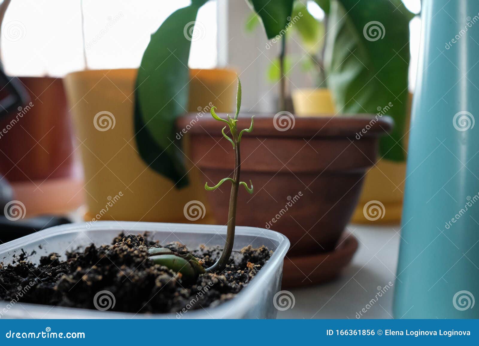 Mango Seed Sprouted. Green Sprout Stock Photo - Image of mango ...