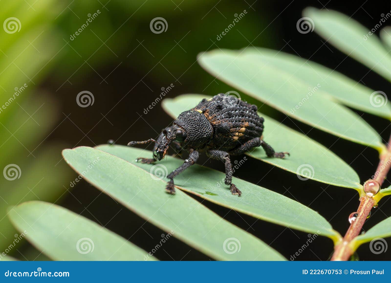 Mango Seed Weevil Walking on Leafs Stock Image - Image of borer, leafs ...