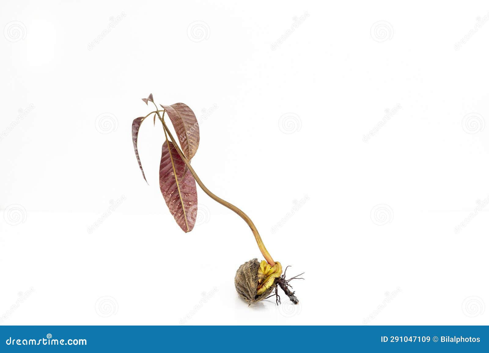 Mango Seedling Bare Roots Isolated on a White Background Stock Image ...