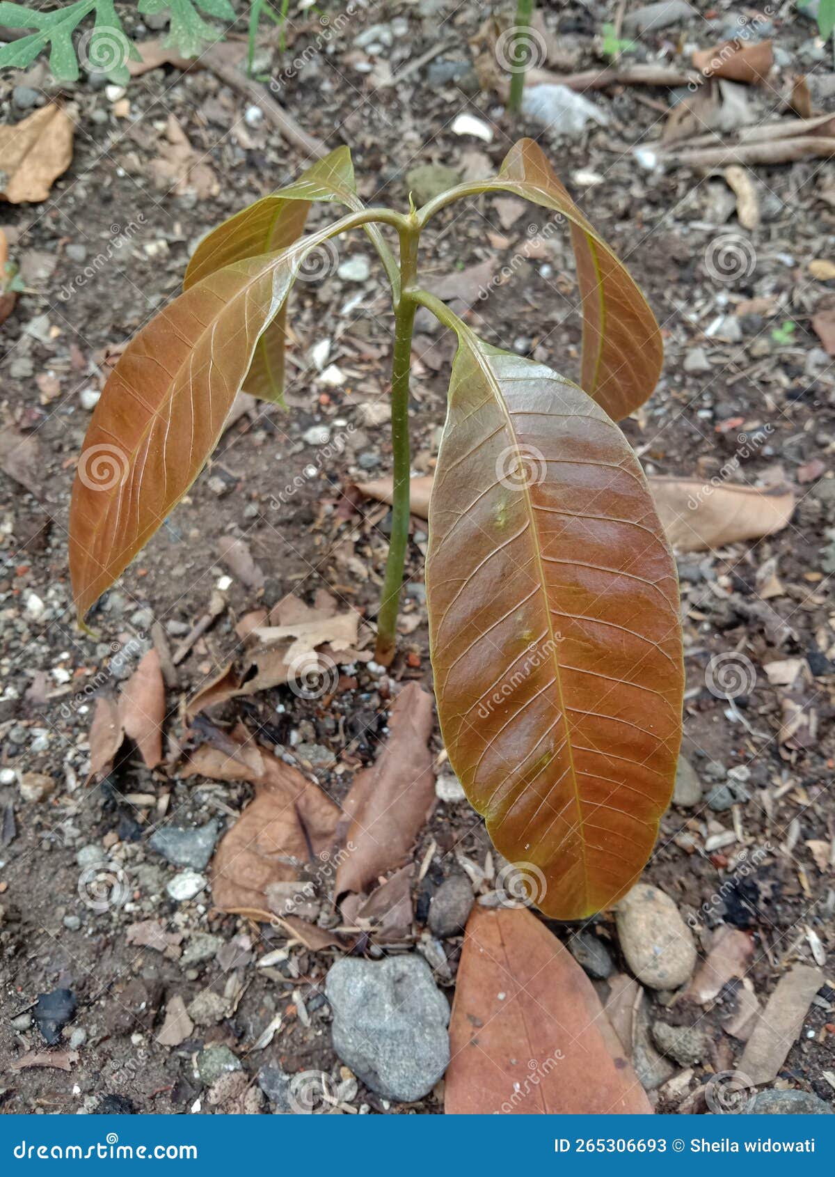 Mango seedling in the yard stock image. Image of leaf - 265306693