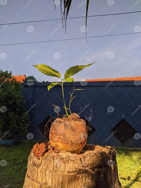 Mango Seeds Grow Inside Dead Coconut Shells Stock Photo - Image of ...
