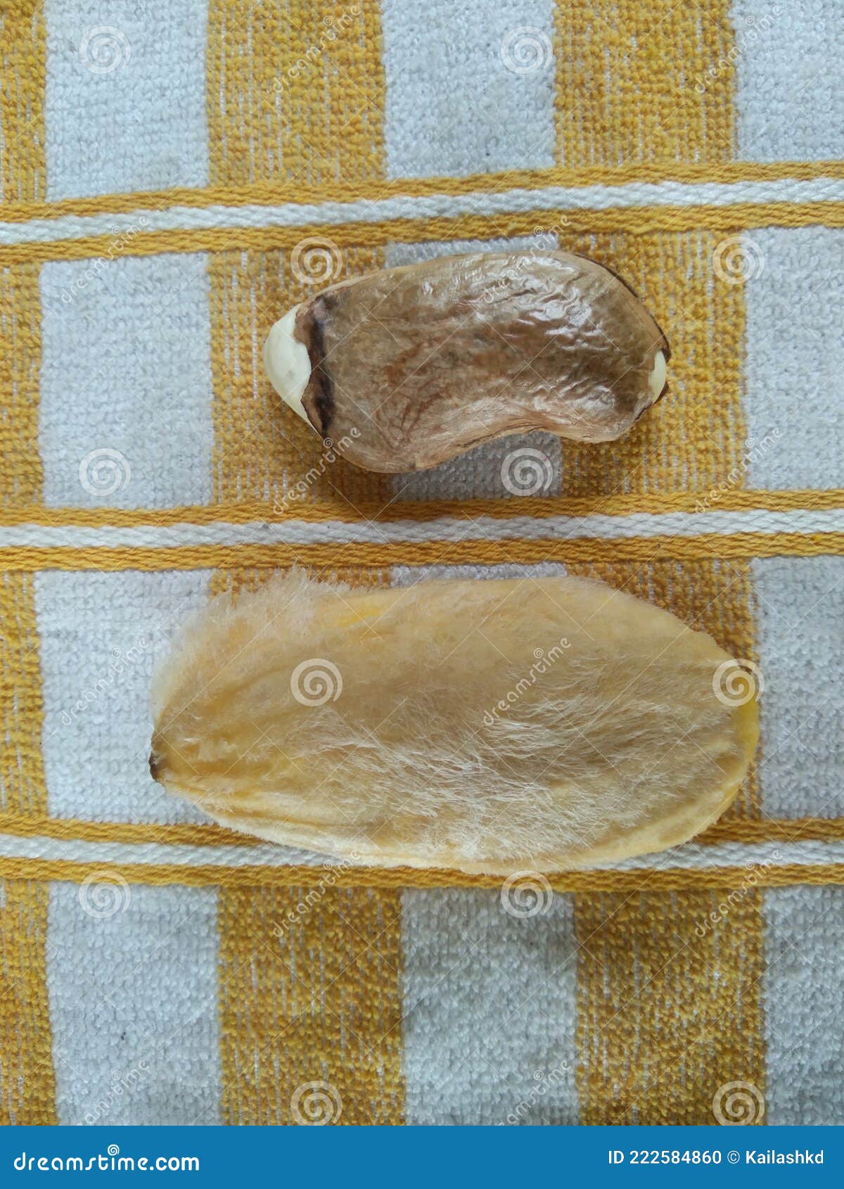 Mango Seed with Shell and without Shell. Mango Seed Close Up Stock ...