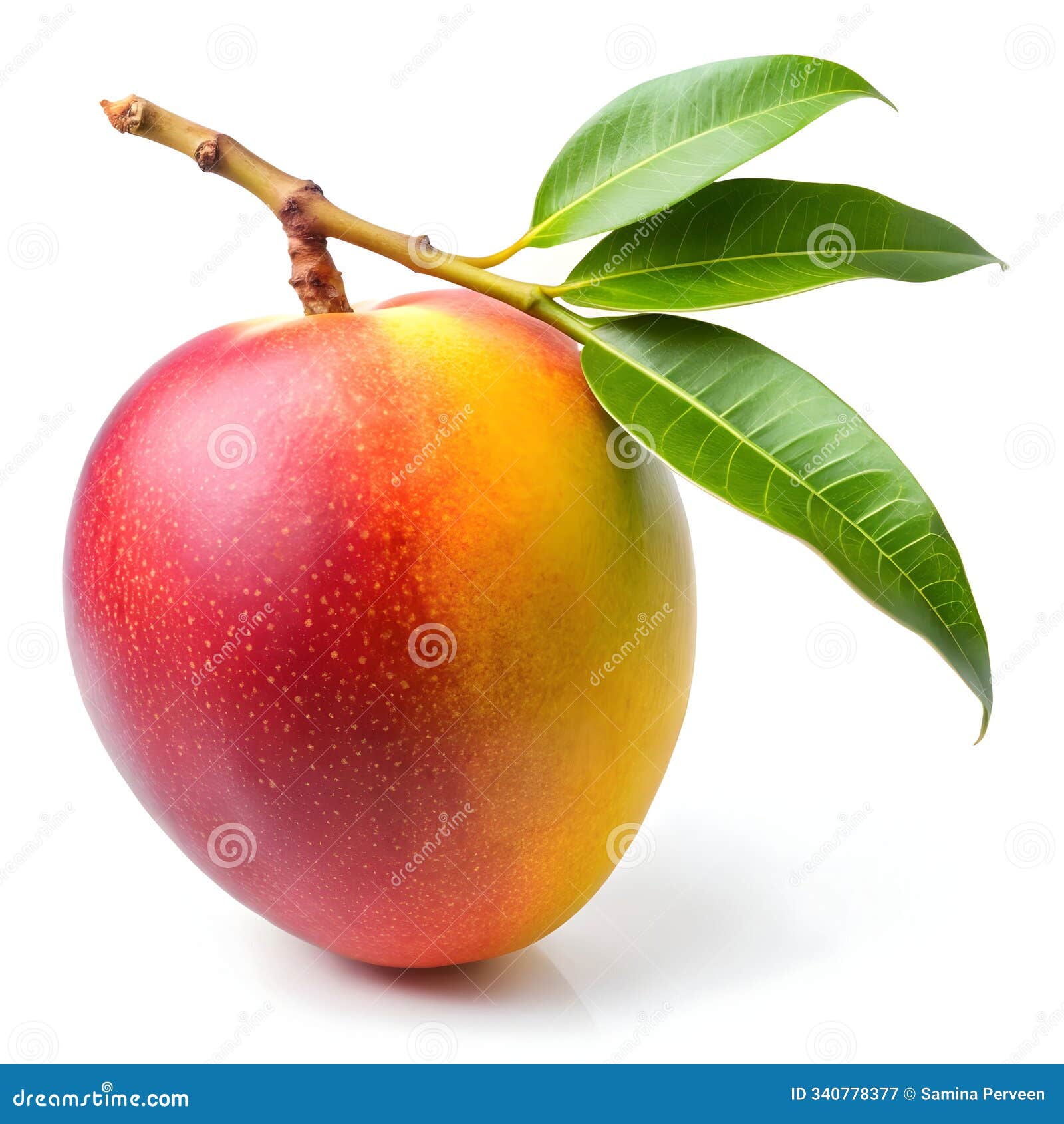 Mango Single Branch on Whit Background Stock Illustration ...