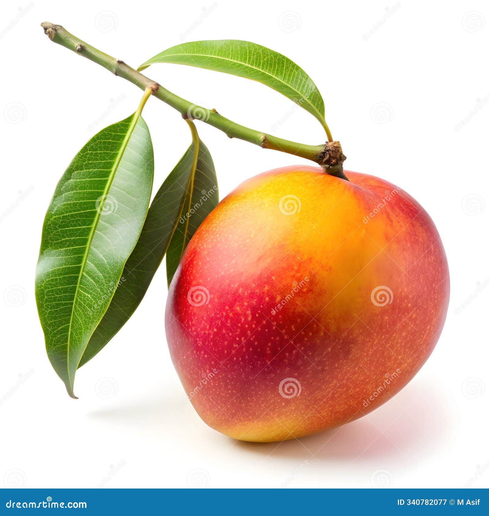 A single mango branch as stock illustration. Illustration of fruit ...
