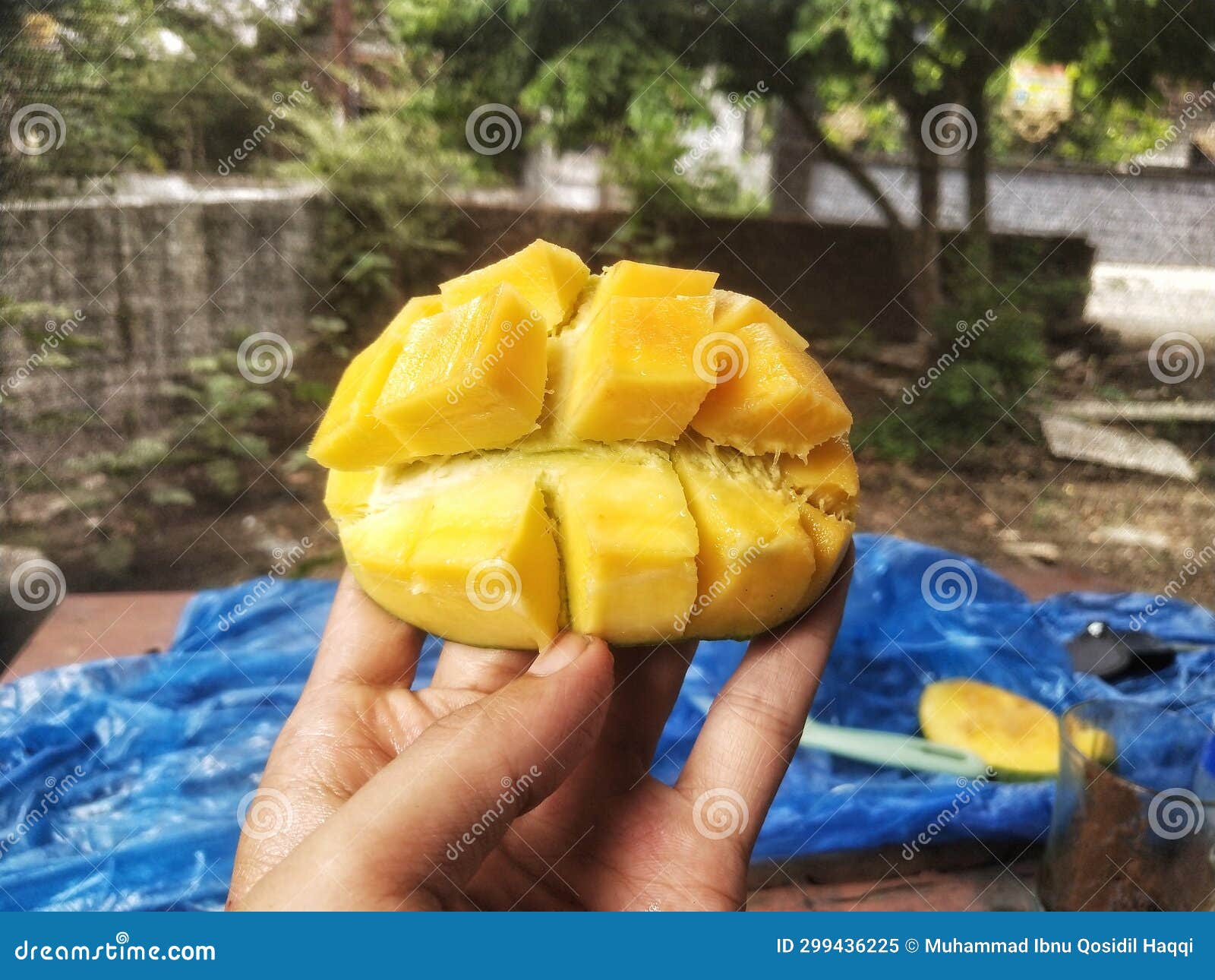 Mango slices in cubes, stock image. Image of dessert - 299436225