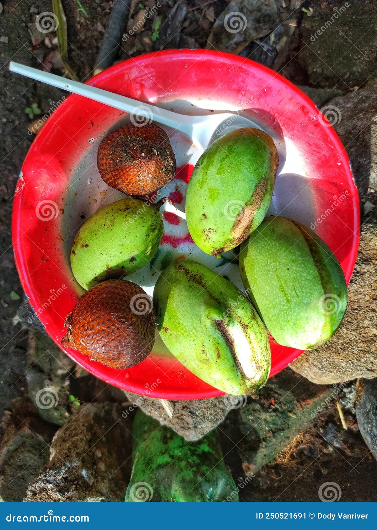 Mango and Snake Fruits in a Plate Stock Image - Image of snake, green ...