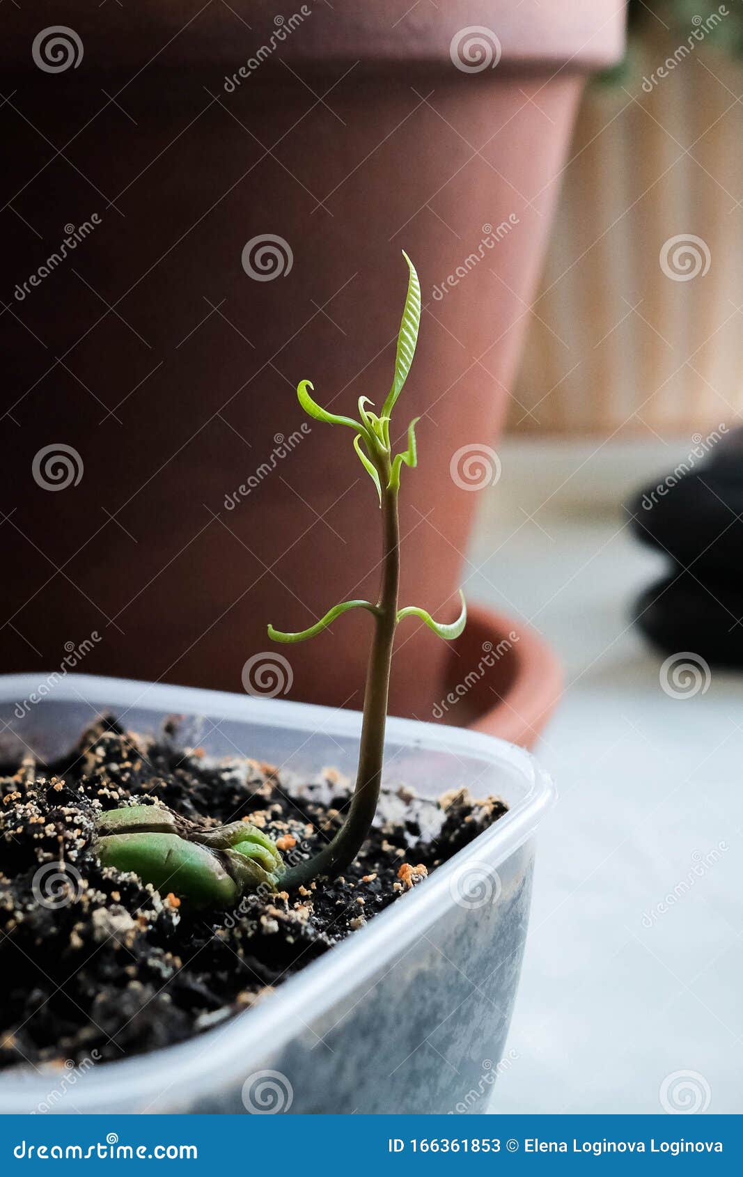 Mango Sprout in a Container. Sprout a Seed Stock Image - Image of heat ...