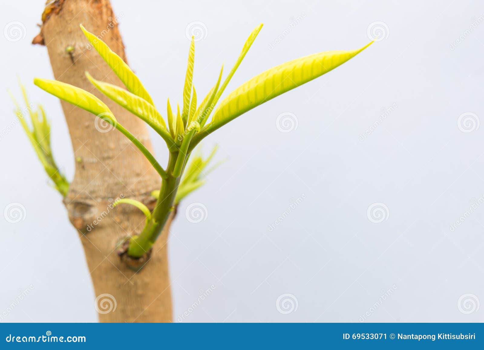 Mango Sprout Growing Out Tree Photos - Free & Royalty-Free Stock Photos ...