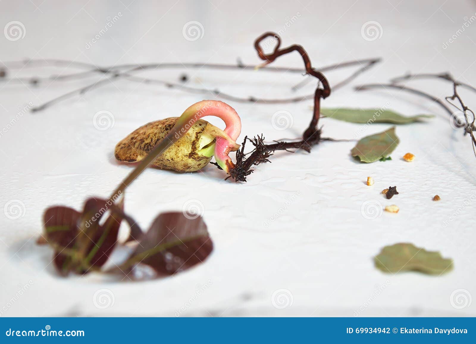 Mango Sprout on Its Way To New Pot Stock Photo - Image of colors ...