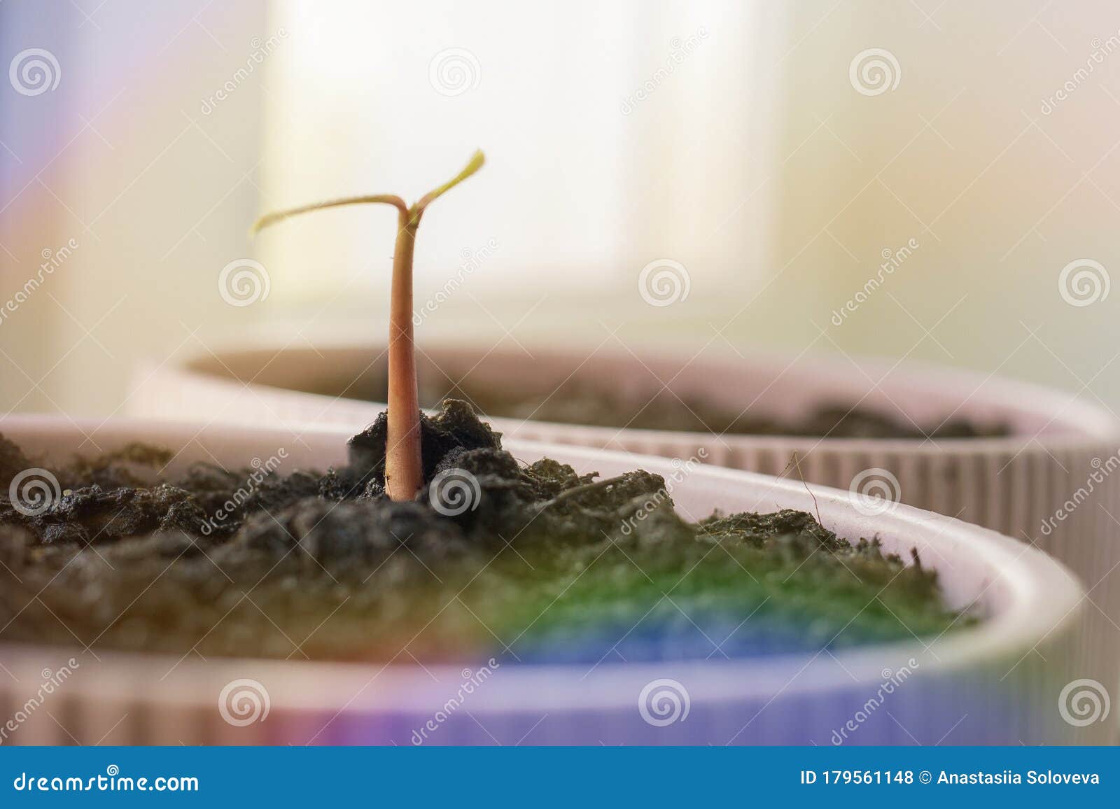 Mango sprout in a pot stock photo. Image of seedling - 179561148