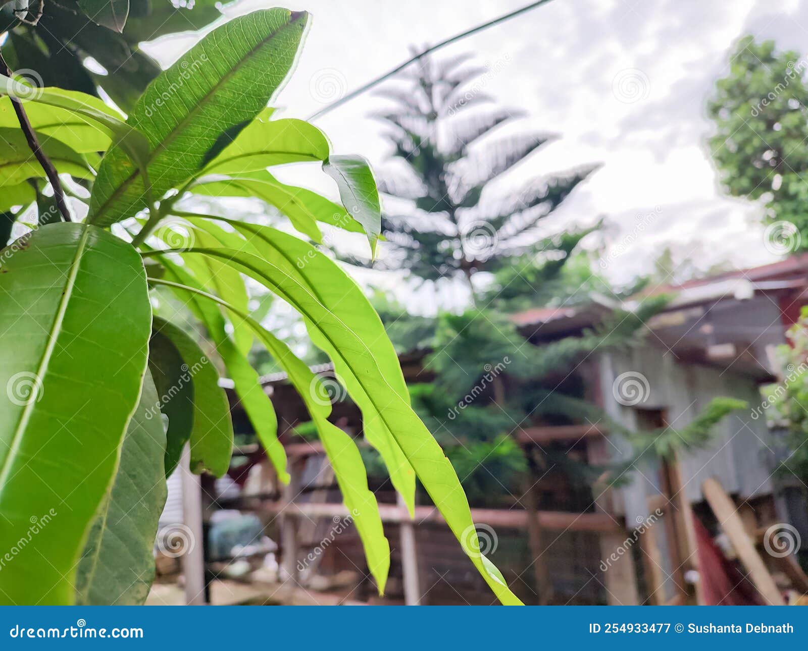 A Mango Stem with Green Leaf Stock Image - Image of bright, foliage ...