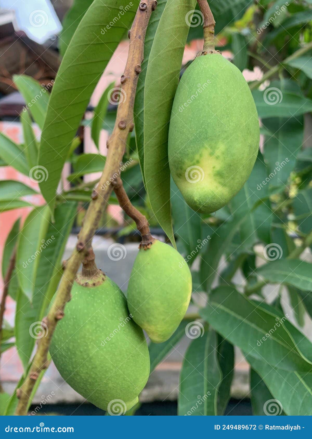 Mango that is Still on the Stalk Stock Photo - Image of sweetfruit ...