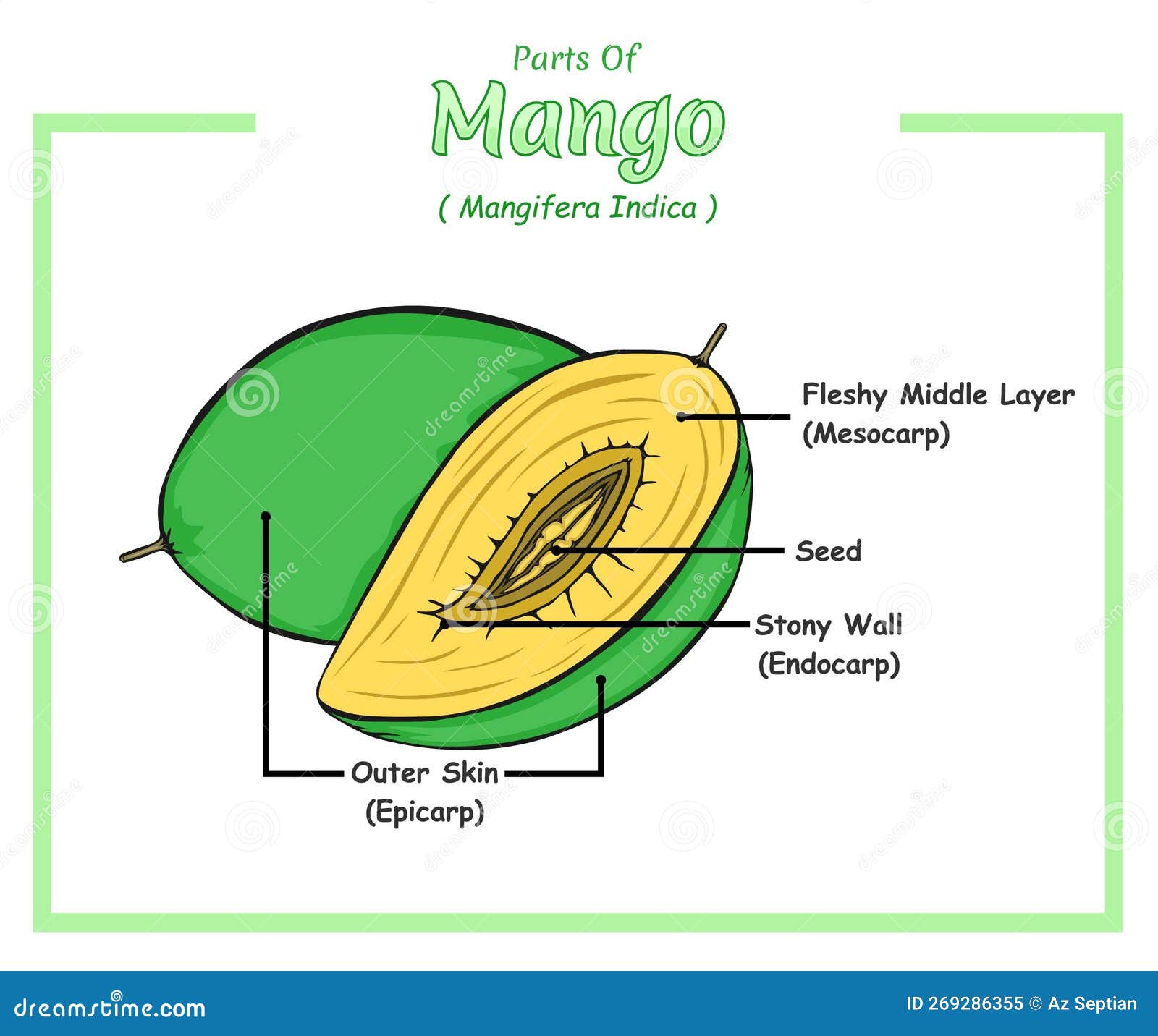 Part of a Mango stock vector. Illustration of children - 269286355