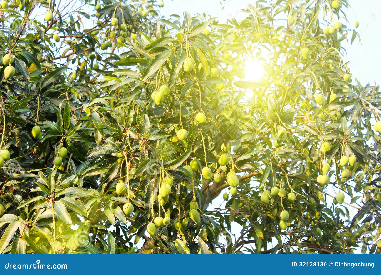 Mango sull'albero fotografia stock. Immagine di giardino - 32138136