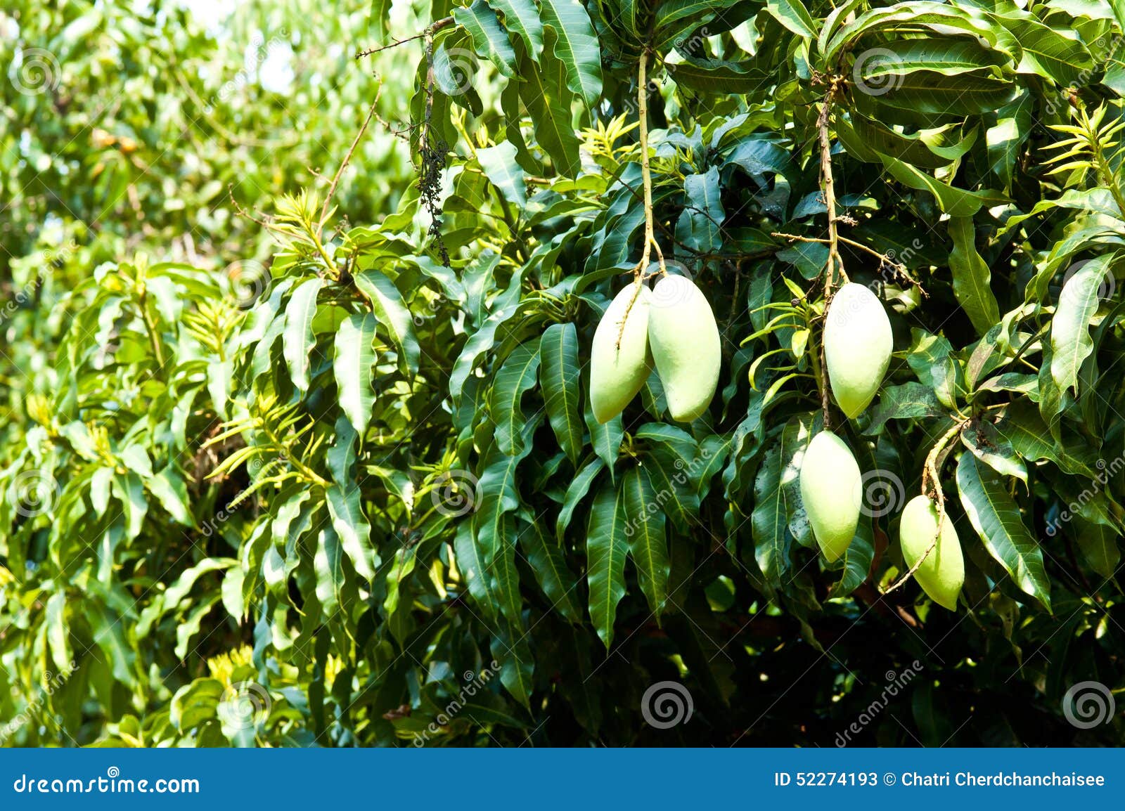 Mango sull'albero immagine stock. Immagine di sano, foglio - 52274193