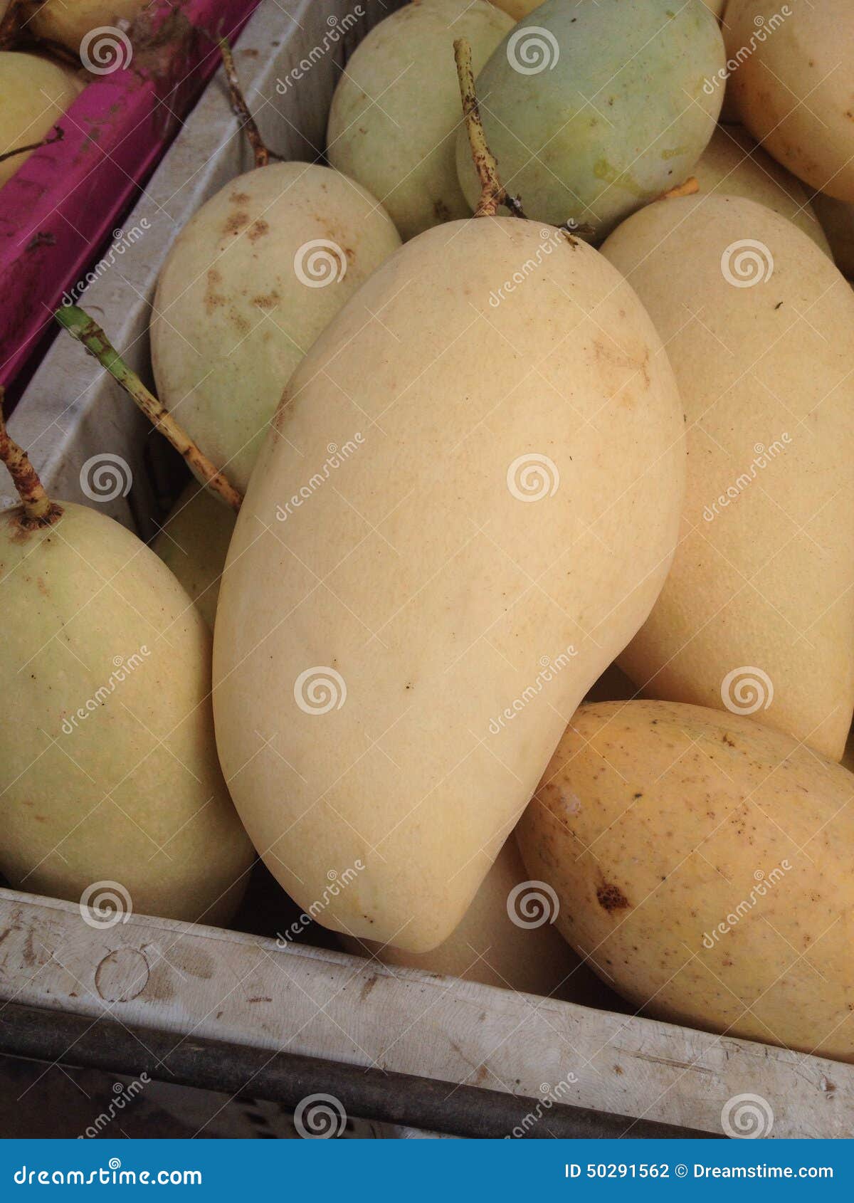 Mango stock photo. Image of thai, mango, yellow, farm - 50291562