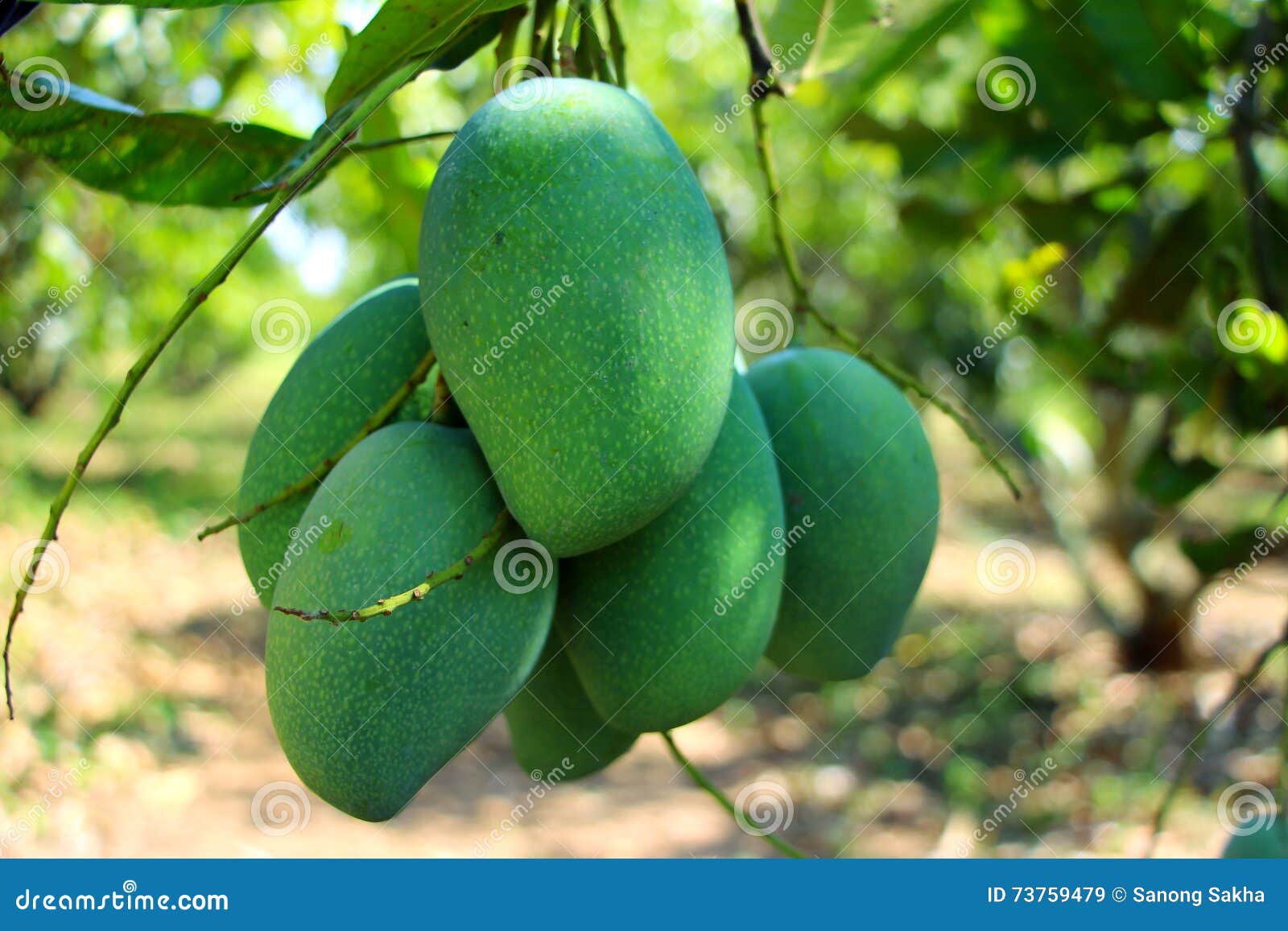 Mango Thai Green Fruits Most Sour Stock Image - Image of group, plants ...