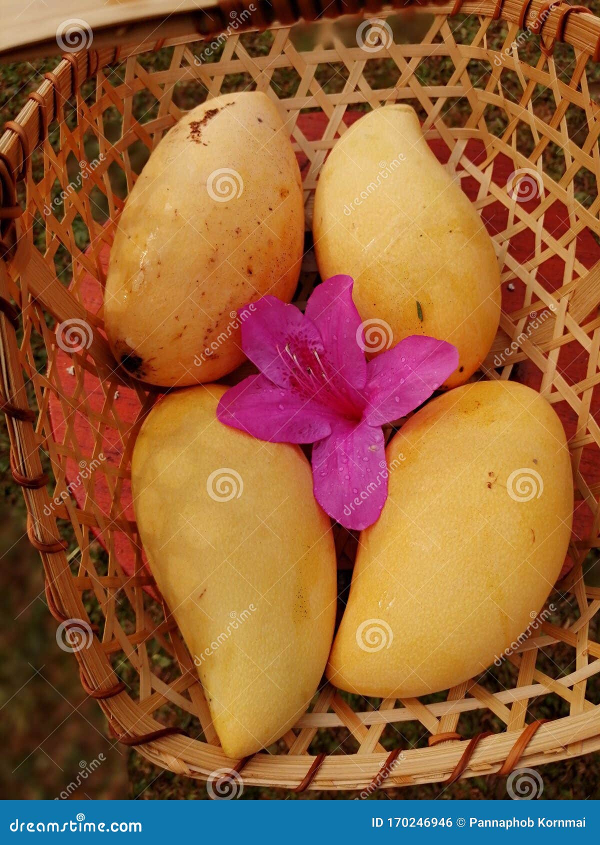 Mango of thailand stock photo. Image of mango, fruite - 170246946